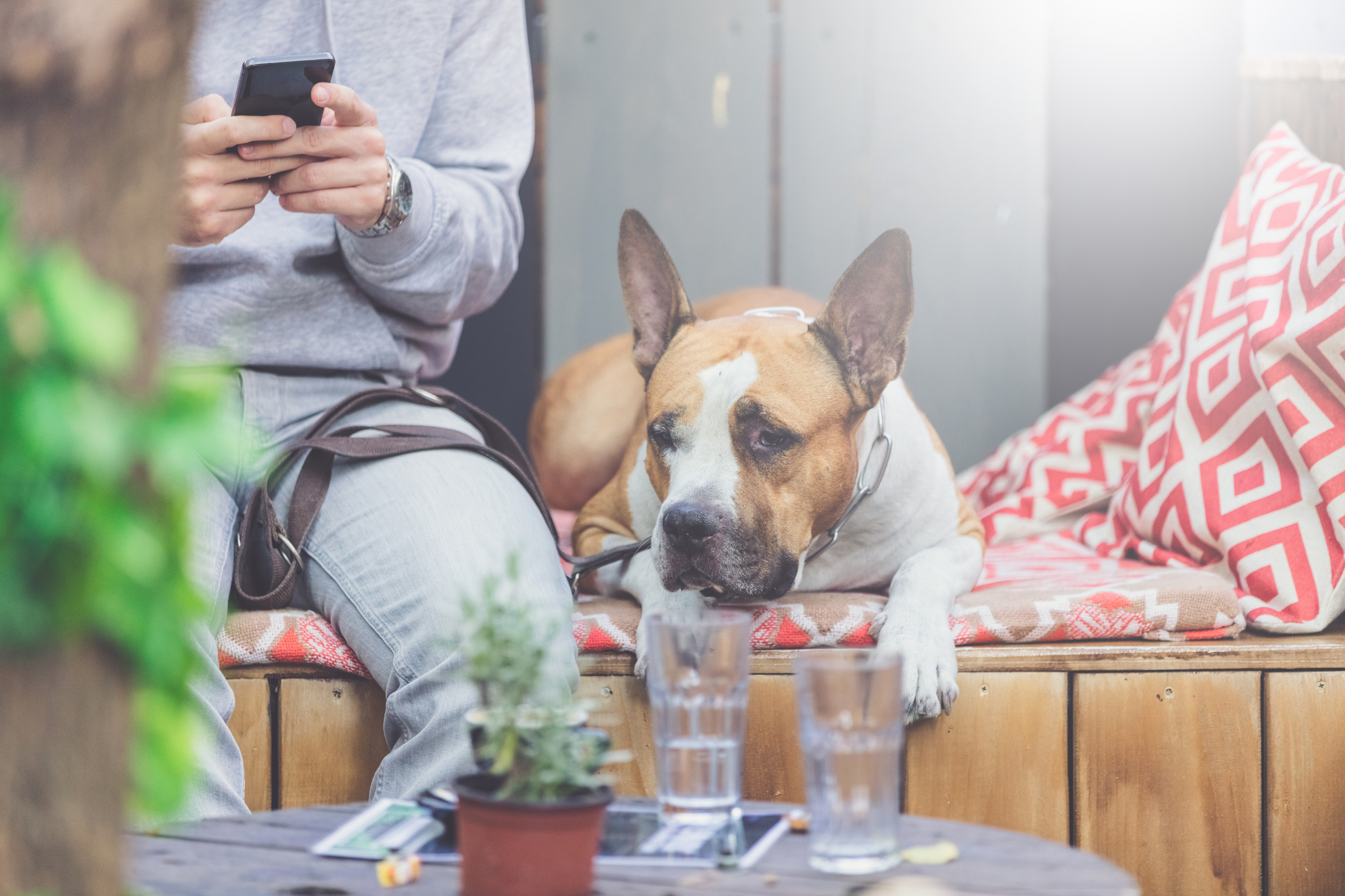 Dog-Friendly Pubs in the Yorkshire Dales | Mill House Cottages