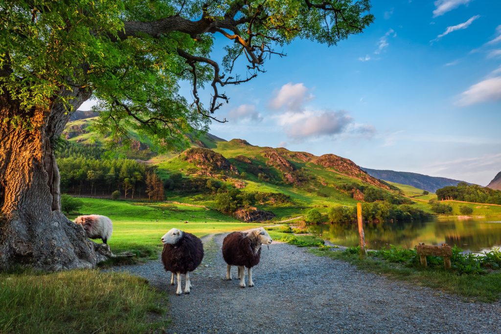 Wildlife in the Lake District | Mill House Cottages